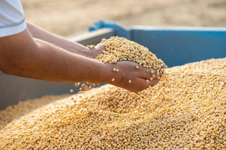 Sója není tak zdravá, jak se dříve myslelo. Rozházet vám může i hormony ...